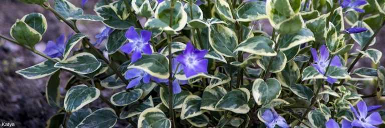 Pervenche : planter, cultiver et entretenir - Nos conseils - Promesse ...