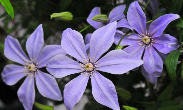 7 plantes grimpantes persistantes pour le jardin - Promesse de Fleurs