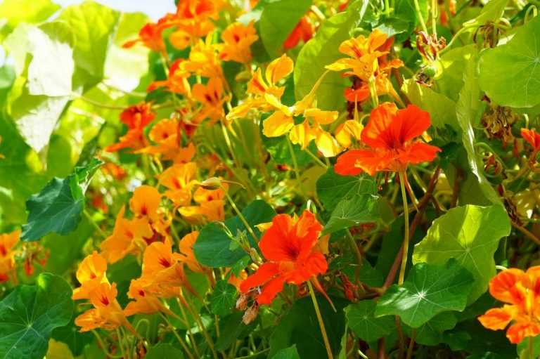 Capucine : semer, planter, entretenir - Promesse de Fleurs