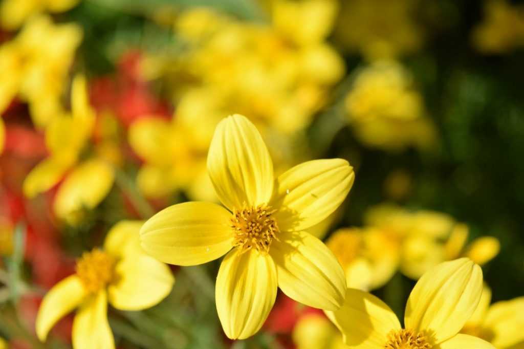Bidens : plantation, culture, entretien - Promesse de Fleurs