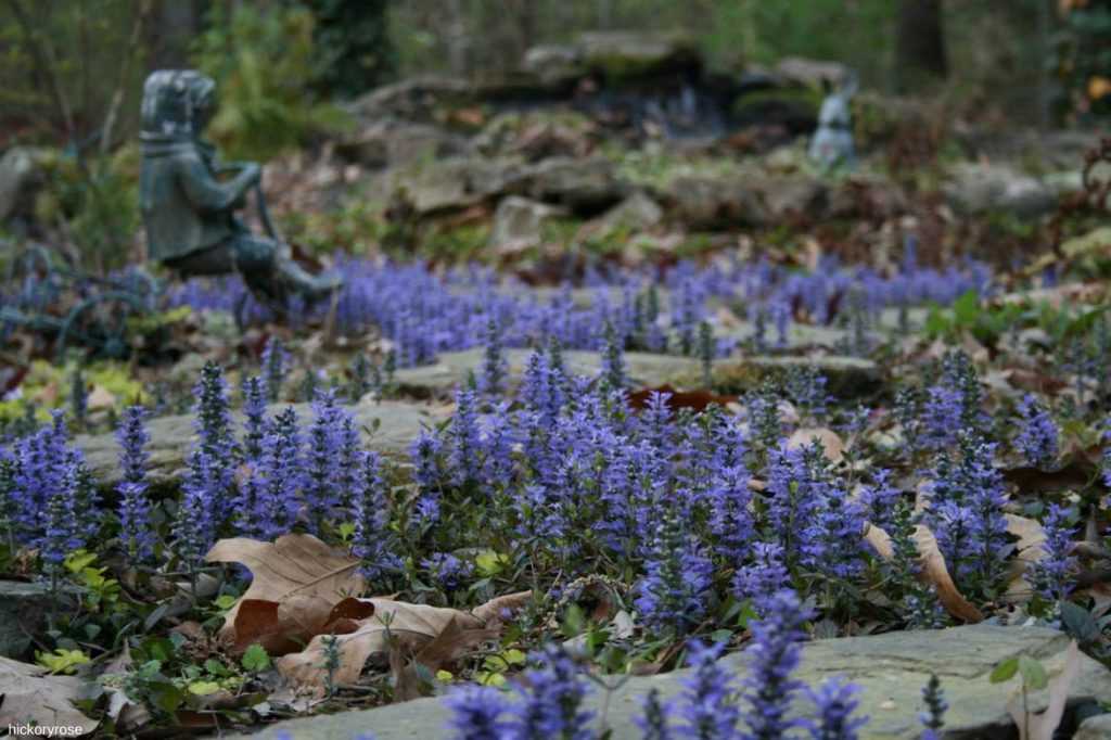 Bugle rampante, Ajuga : planter, cultiver, entretenir - Promesse de Fleurs
