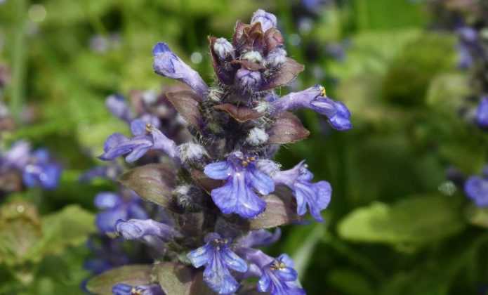 Bugle rampante, Ajuga : planter, cultiver, entretenir - Blog Promesse ...