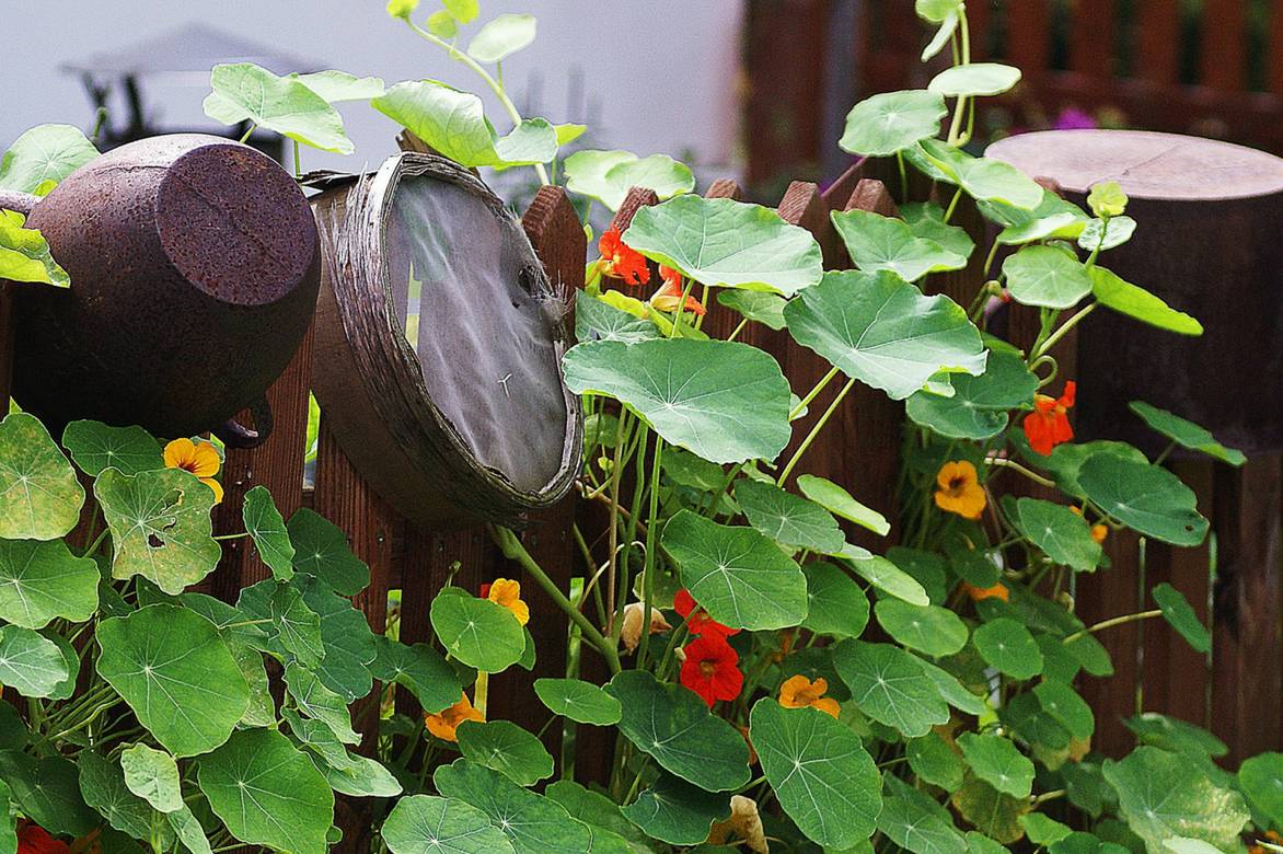 Capucine : semer, planter, entretenir - Promesse de Fleurs