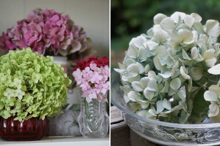Faire Sécher Fleurs Hortensia