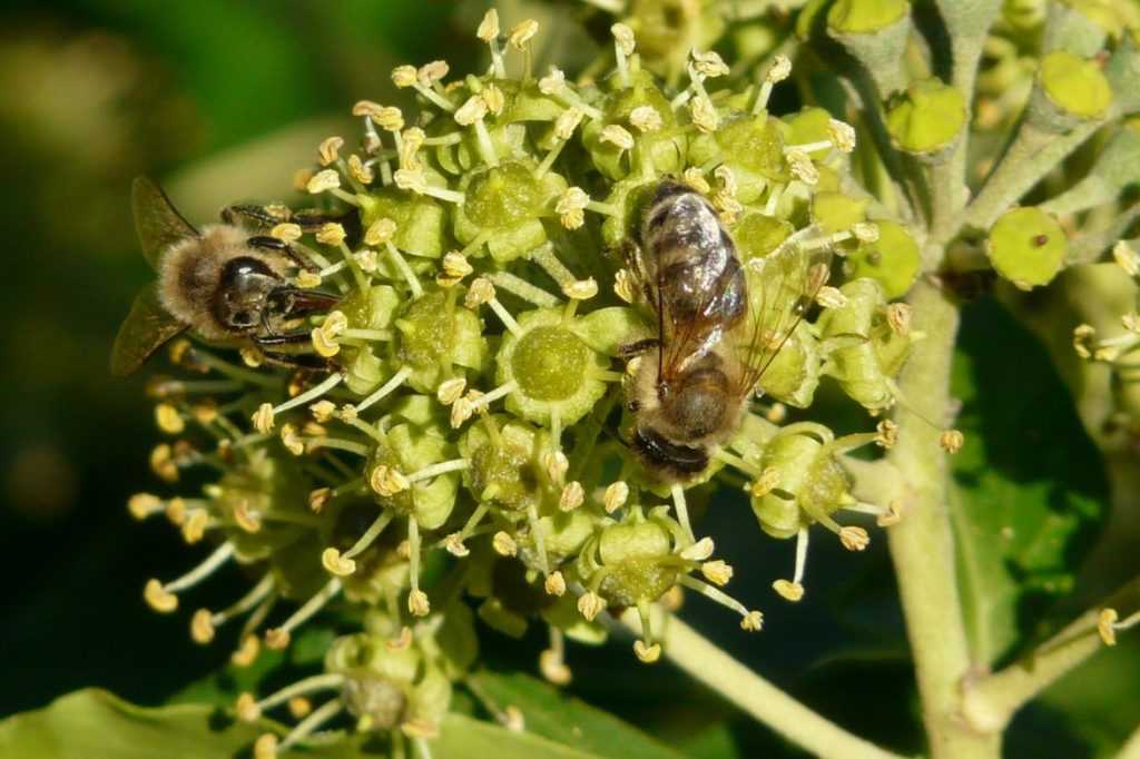 Lierre : planter, cultiver, tailler - Promesse de Fleurs
