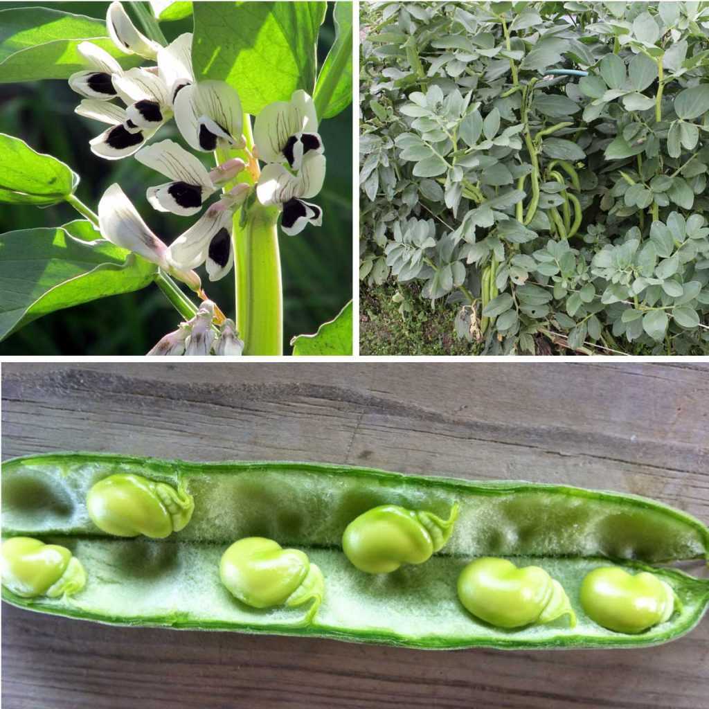 Fève : semer, cultiver et récolter au potager - Promesse de Fleurs