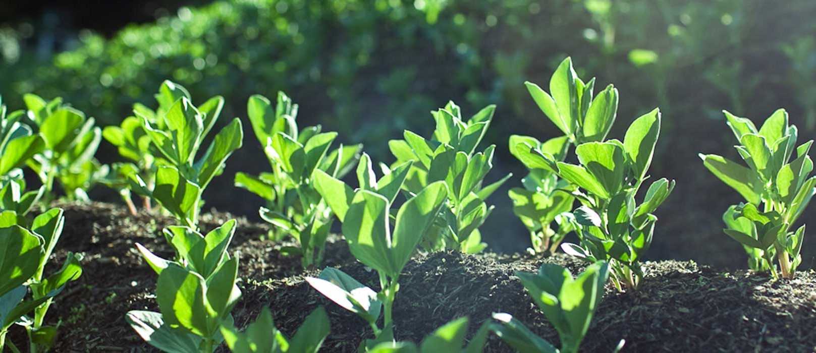 Fève : semer, cultiver et récolter au potager - Promesse de Fleurs