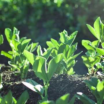 Fève : semer, cultiver et récolter au potager - Promesse de Fleurs