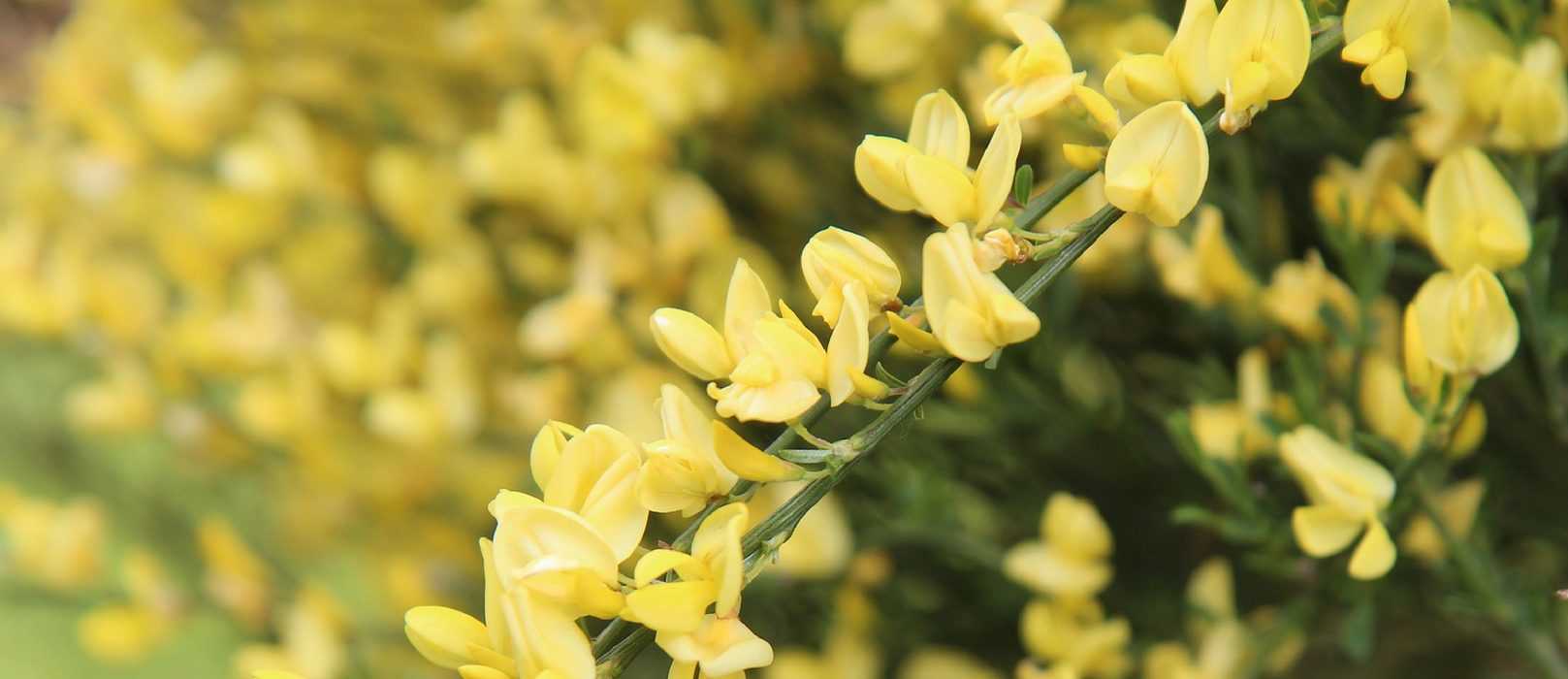 Genêt, Cytisus : plantation, taille, entretien - Blog Promesse de fleurs