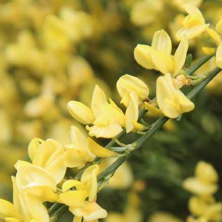 Genêt, Cytisus : plantation, taille, entretien - Blog Promesse de fleurs