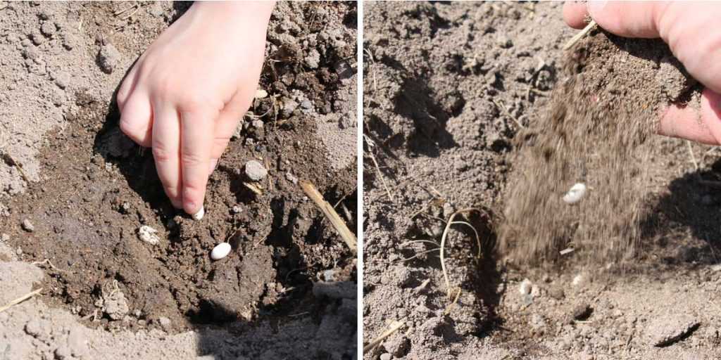Haricots : semer, cultiver, récolter au potager - Promesse de Fleurs