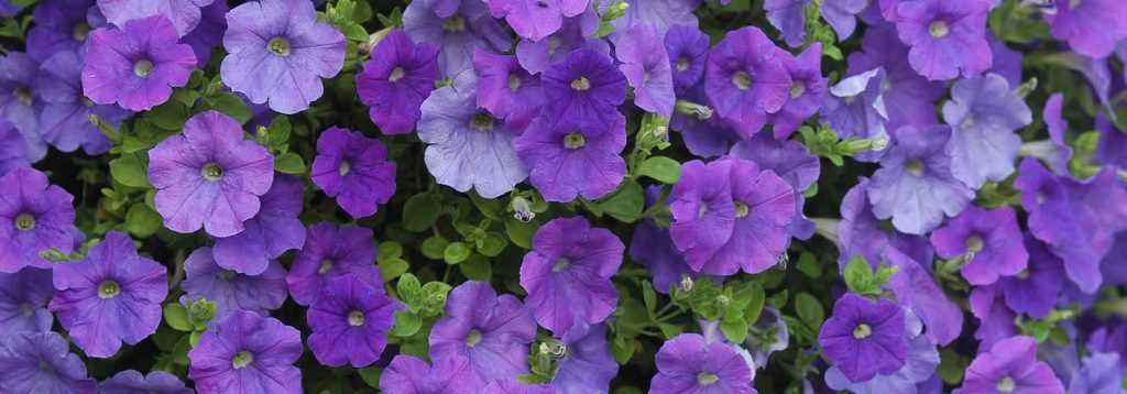 Petunia Surfinia Purple - Pétunia rouge foncé - Variété à port unique ...