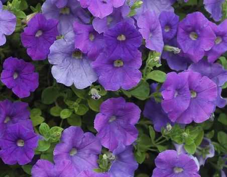Petunia Tumbelina Maria, retombant à fleurs doubles bleu azur parfumées.