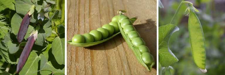 Pois et petits pois : semer, cultiver, récolter au potager - Promesse ...