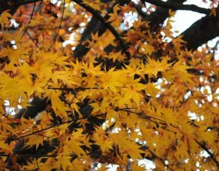 Les plus beaux arbres et arbustes à feuillage coloré en automne