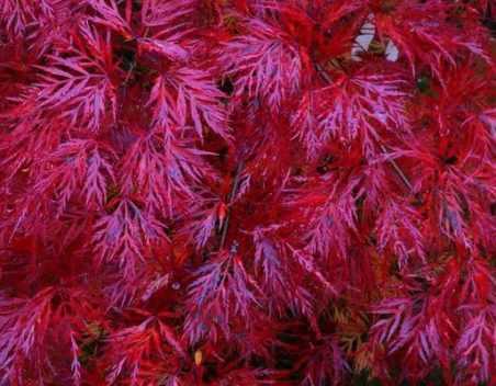 Les plus beaux arbres et arbustes à feuillage coloré en automne