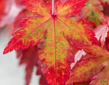 Les plus beaux arbres et arbustes à feuillage coloré en automne