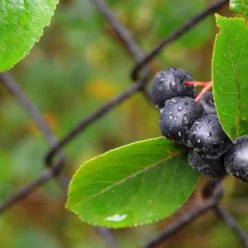 Aronie, Aronia : planter, tailler et entretenir - Nos conseils