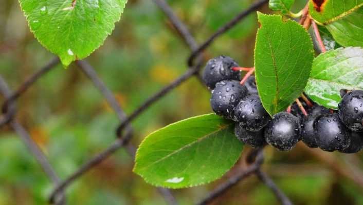 Aronie, Aronia : planter, tailler et entretenir - Nos conseils