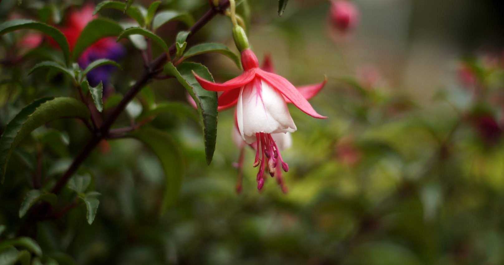 Fuchsia : nos conseils de plantation, taille et entretien