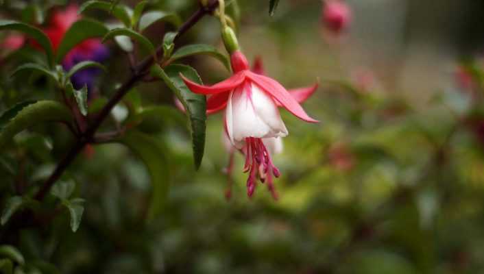 Fuchsia regia Reitzii - Fuchsia royal - Fuchsia macrostema – Rustique