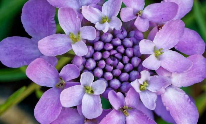 Iberis sempervirens Absolutely Amethyst - Corbeille d'argent - Thlaspi ...