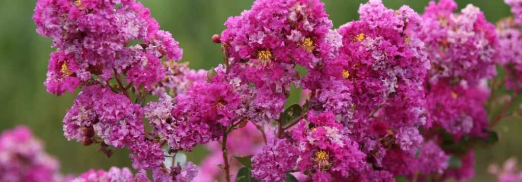 Lagerstroemia indica Rose Indien - Lilas des Indes à la floraison ...