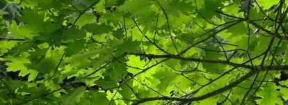 Quercus rubra – Grand Chêne rouge d'Amérique de longévité légendaire