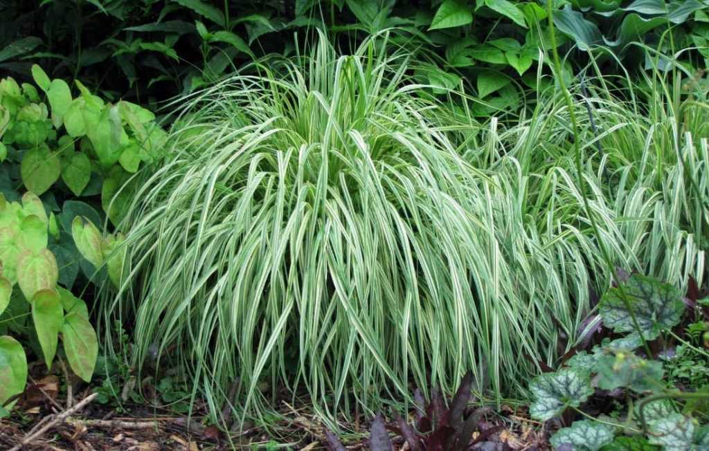 Molinie, Molinia caerulea : plantation, division, taille et entretien ...