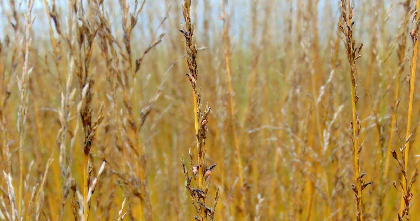 Molinie, Molinia caerulea : plantation, division, taille et entretien ...