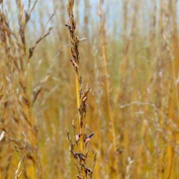 Molinie, Molinia caerulea : plantation, division, taille et entretien ...