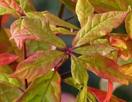 Les plus beaux arbres et arbustes à feuillage coloré en automne