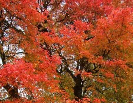 Les plus beaux arbres et arbustes à feuillage coloré en automne