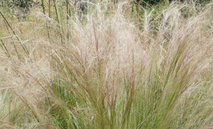 Cheveux d'ange - Stipa tenuifolia - Ponytail - Une graminée persistante ...