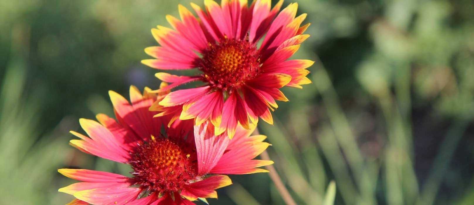 Gaillarde : plantation, semis, entretien - Blog Promesse de fleurs