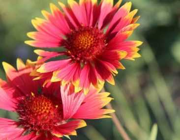 Gaillarde - Gaillardia grandiflora Royale - Gaillarde vivace à grandes ...