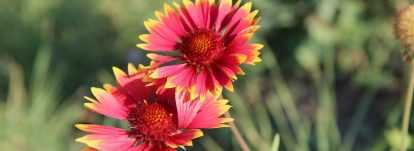 Gaillarde Bourgogne - Gaillardia Burgunder - Vivace à grandes fleurs ...