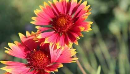 Gaillarde - Gaillardia grandiflora Royale - Gaillarde vivace à grandes ...