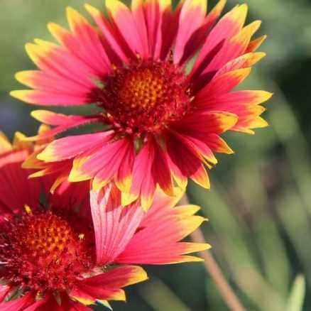 Gaillarde - Gaillardia grandiflora Royale - Gaillarde vivace à grandes ...