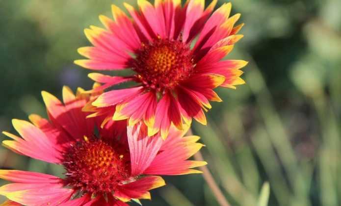 Cultiver la gaillarde en pot - Promesse de Fleurs