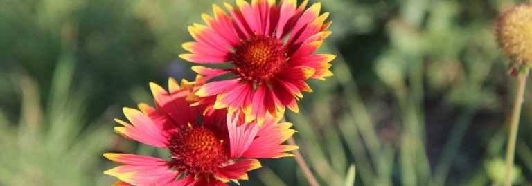 Gaillarde - Gaillardia grandiflora Royale - Gaillarde vivace à grandes ...