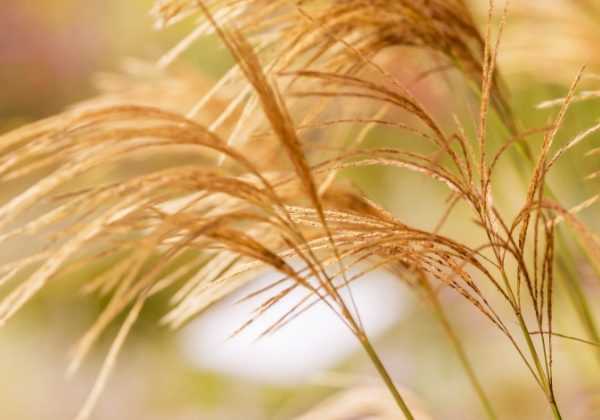 Graminées : comment bien les choisir ? Nos conseils