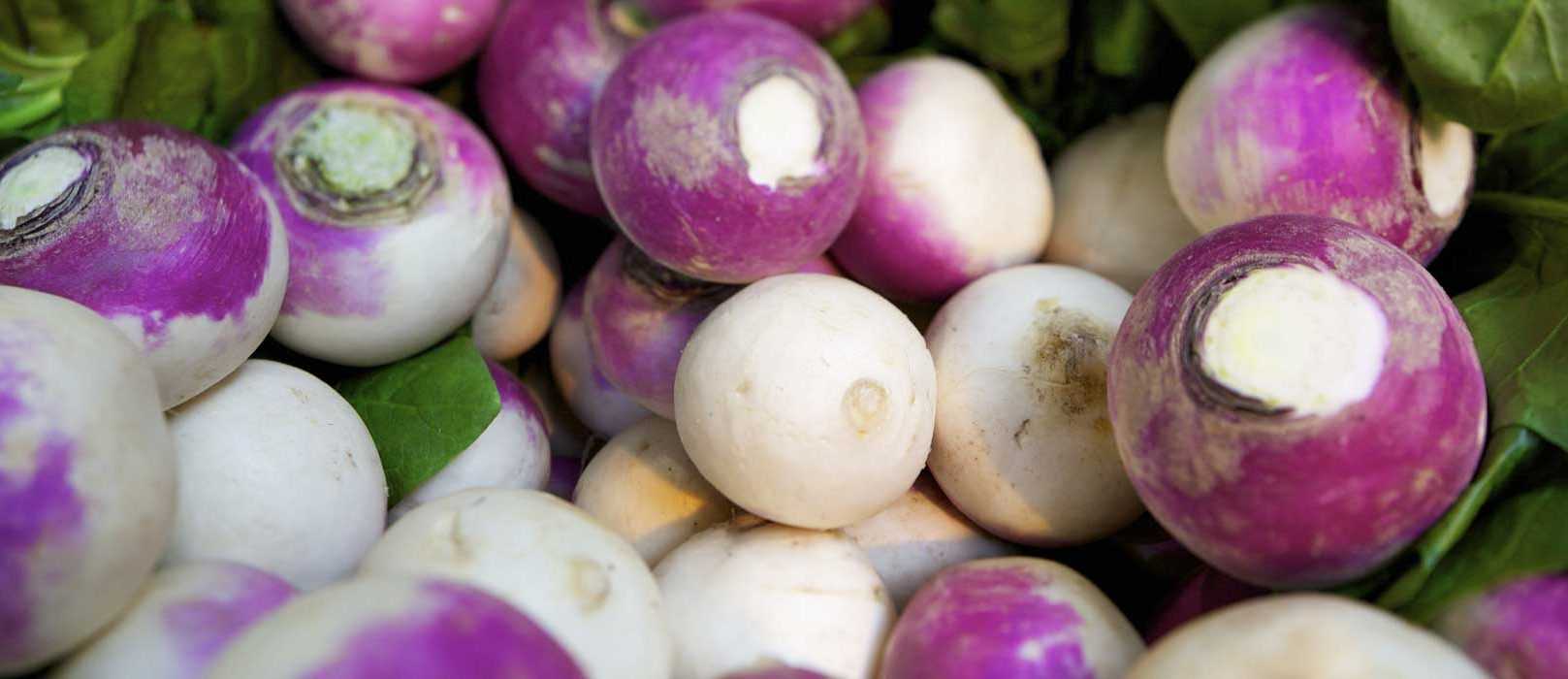 Navet : semis, culture, entretien - Blog Promesse de fleurs