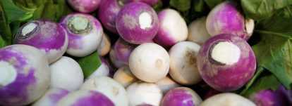 Navet rave d'Auvergne hâtif - Graines potagères Vilmorin