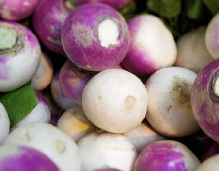 Navet : semis, culture, entretien - Blog Promesse de fleurs