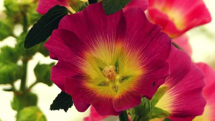 Rose Trémière en mélange - Alcea rosea simplex - Une vivace charmante