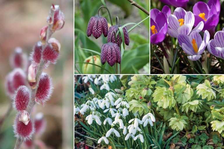 Saule, Salix : planter, tailler et entretenir - Promesse de Fleurs