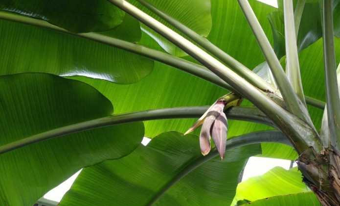 Bananier en pot : plantation et entretien - Nos conseils