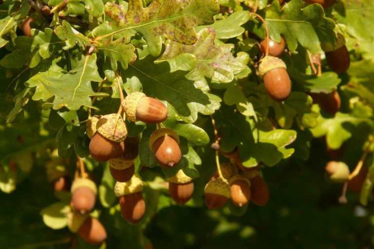 Le Chêne : planter, tailler, entretenir - Promesse de Fleurs
