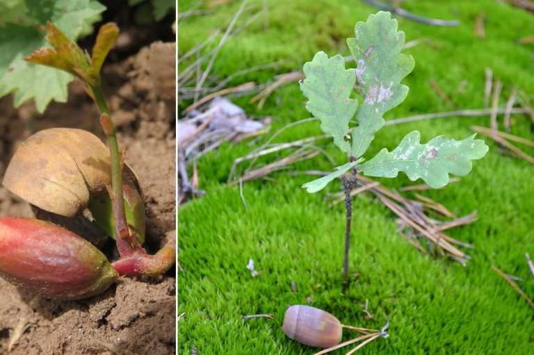 Le Chêne : planter, tailler, entretenir - Promesse de Fleurs